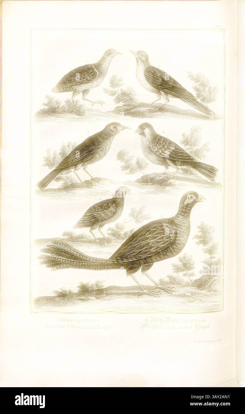 A collection of six birds displayed in various poses, showcasing their ...