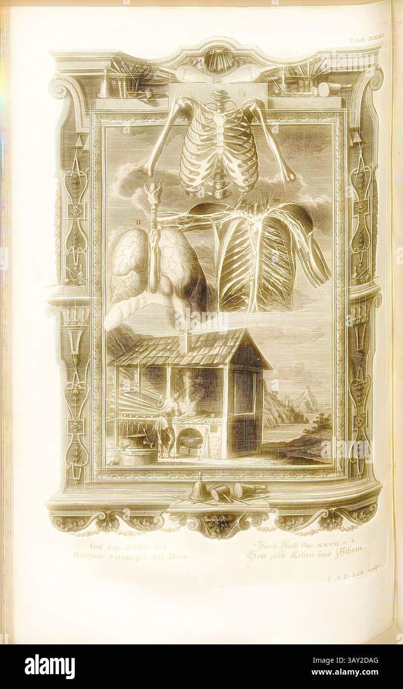 An intricate illustration depicting a skeleton and anatomical features ...