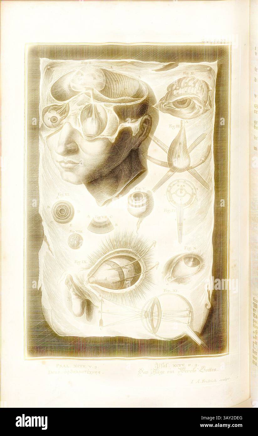 Intricacies of ocular anatomy hi-res stock photography and images - Alamy