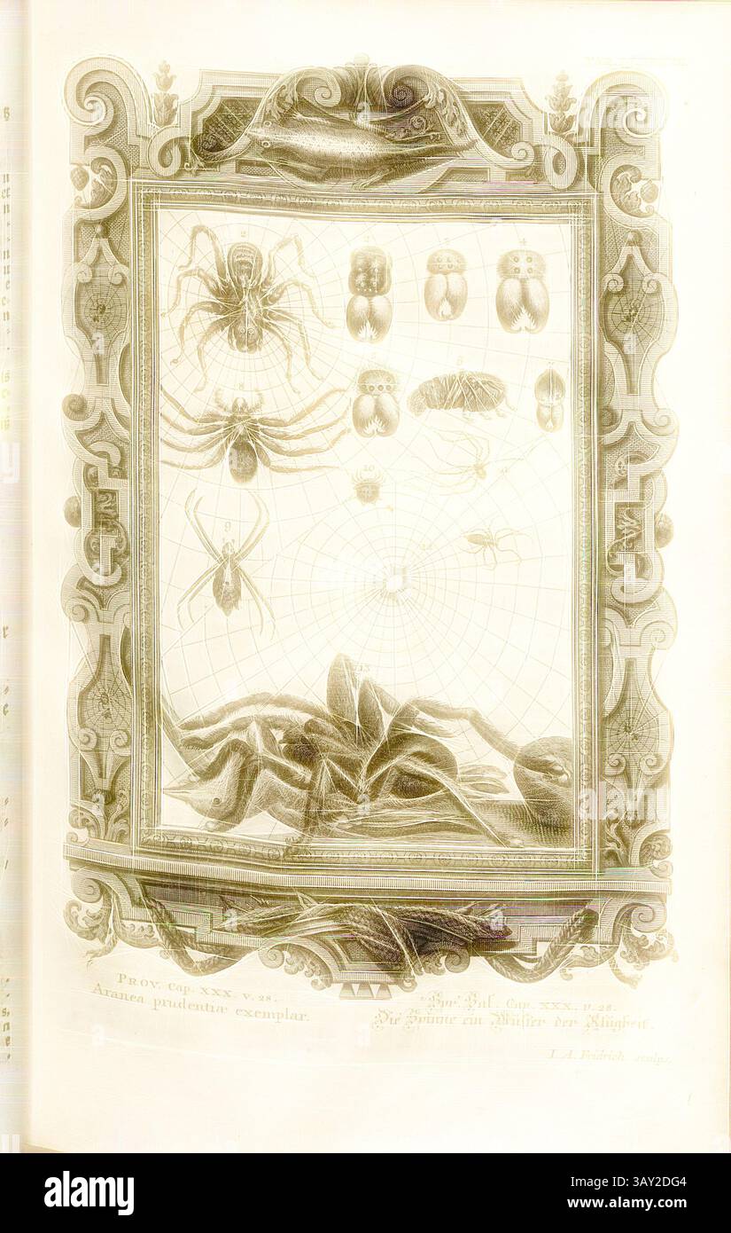 Detailed depictions of various arachnids hi-res stock photography and ...