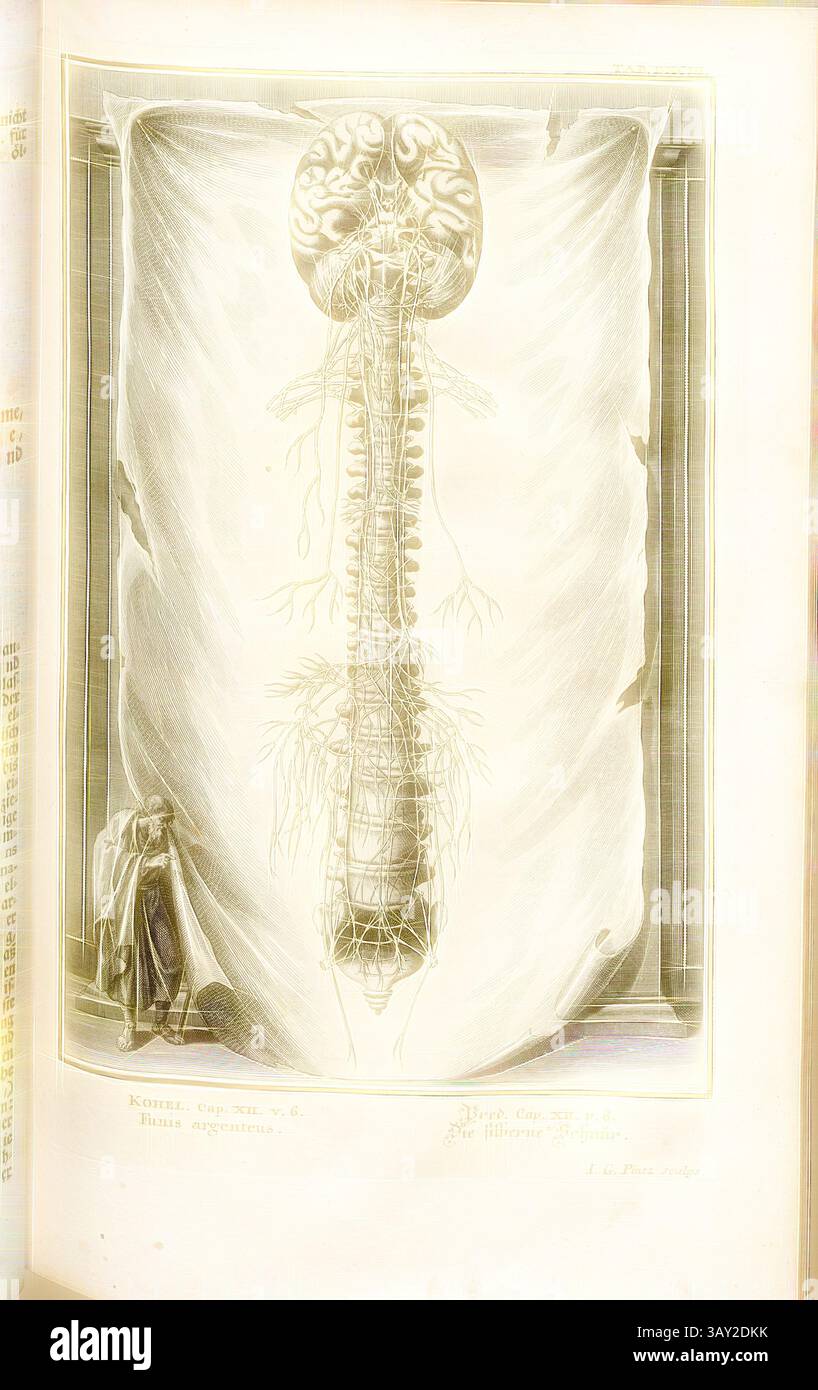 An anatomical illustration showcasing the human nervous system ...