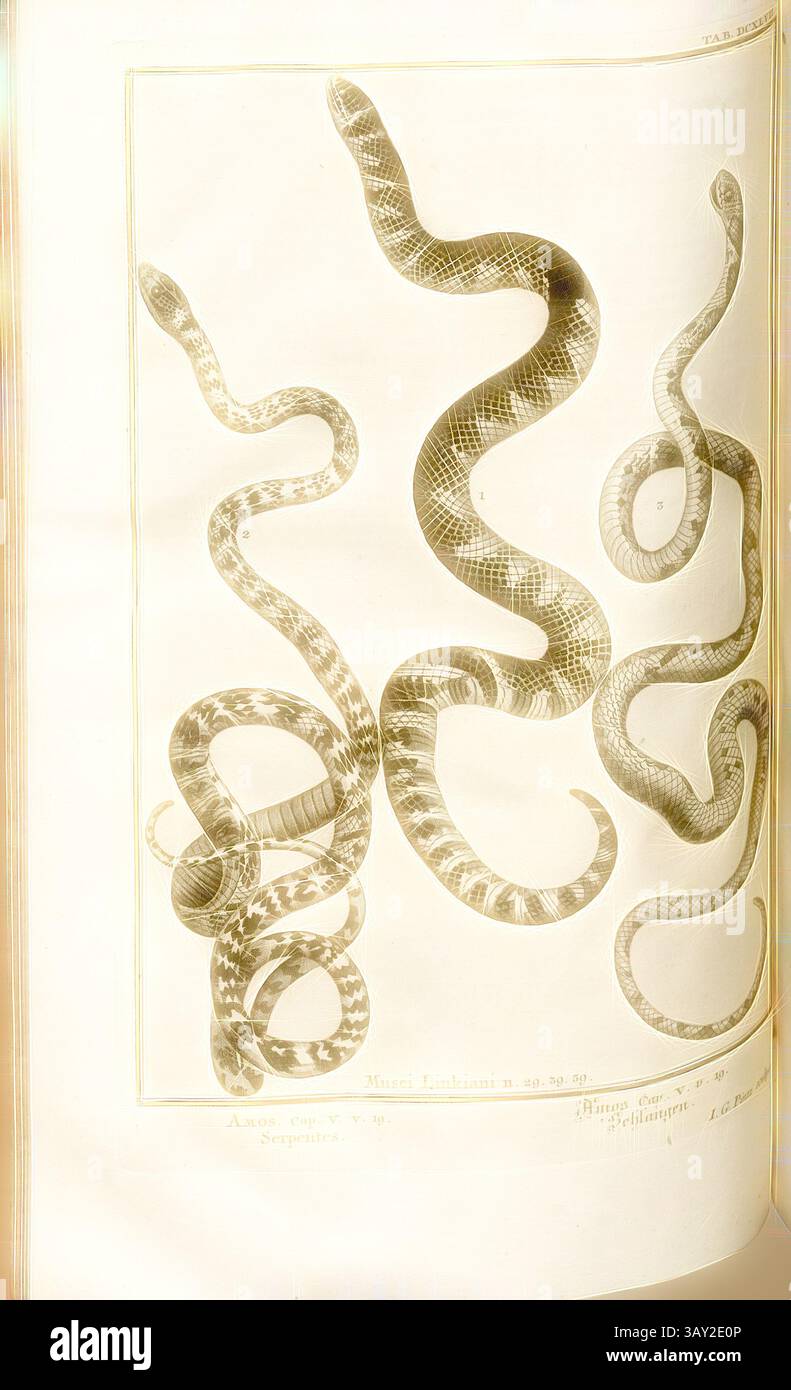 A detailed illustration showcasing various species of snakes ...