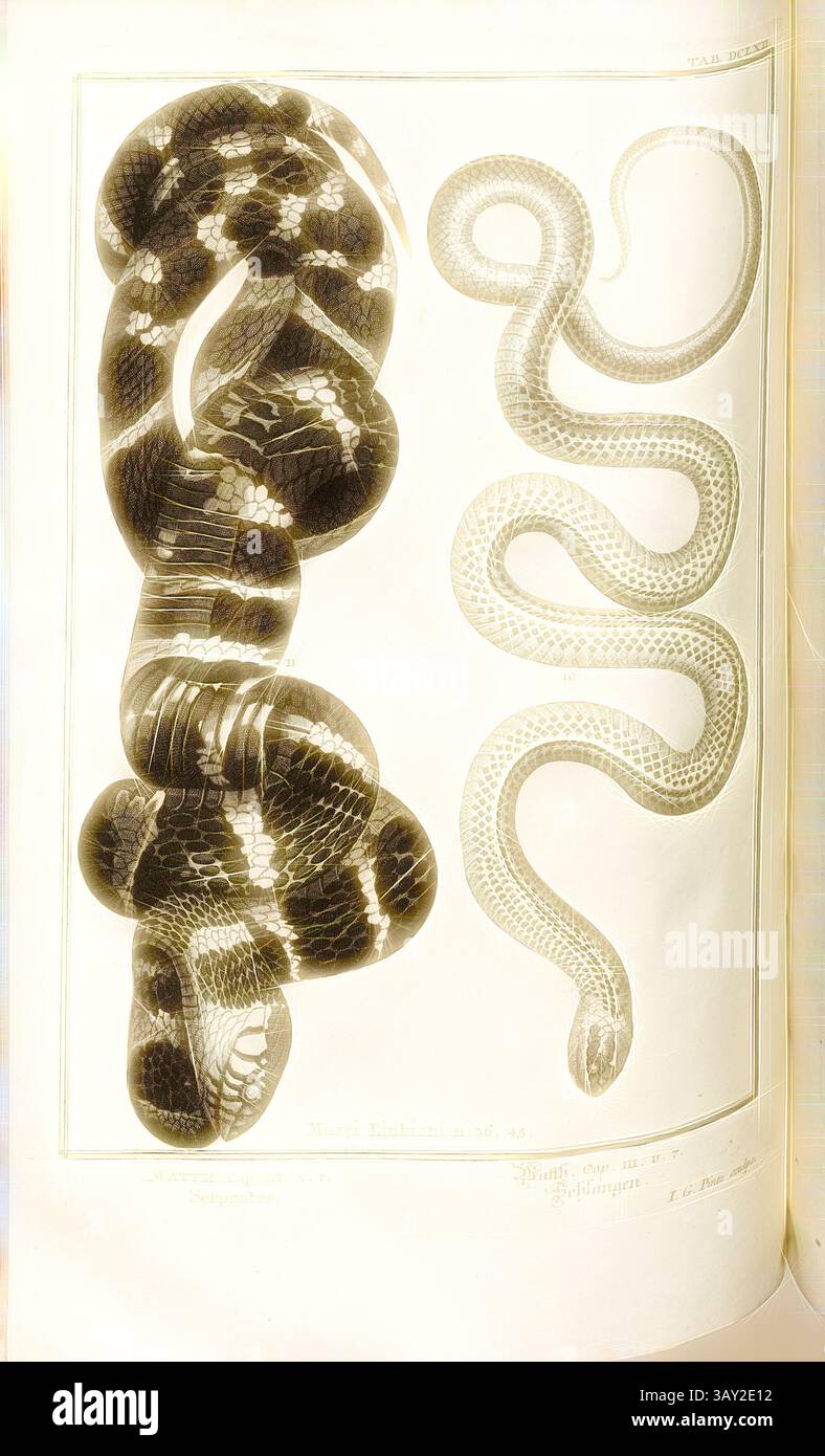A detailed illustration featuring two types of snakes, showcasing their ...
