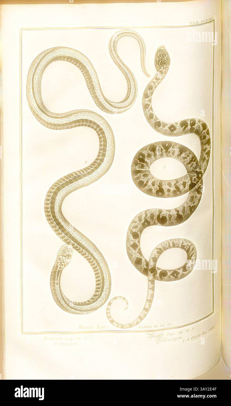 Illustration features two different species hi-res stock photography ...
