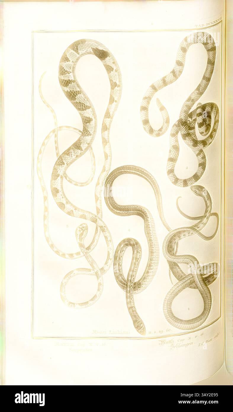 A collection of intricately detailed illustrations showcasing various ...