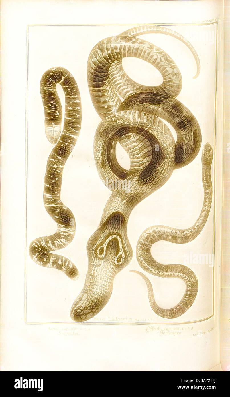 An intricate illustration of a snake, showcasing its elongated body ...