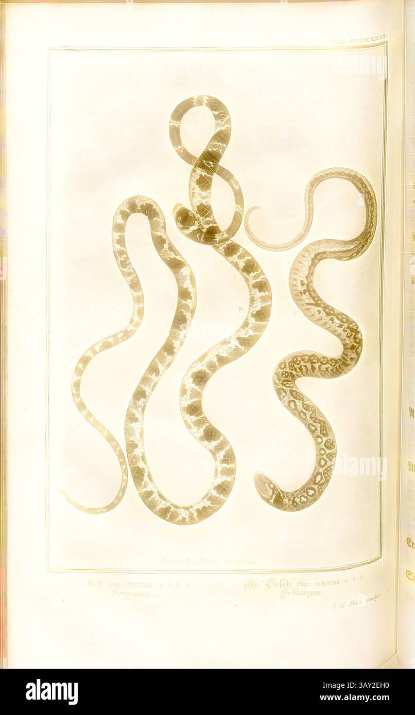 A detailed illustration showcasing various species of snakes ...