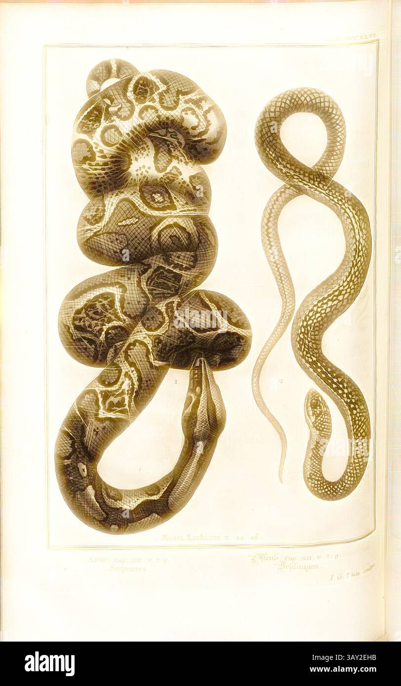 A detailed illustration featuring two distinct snake species ...
