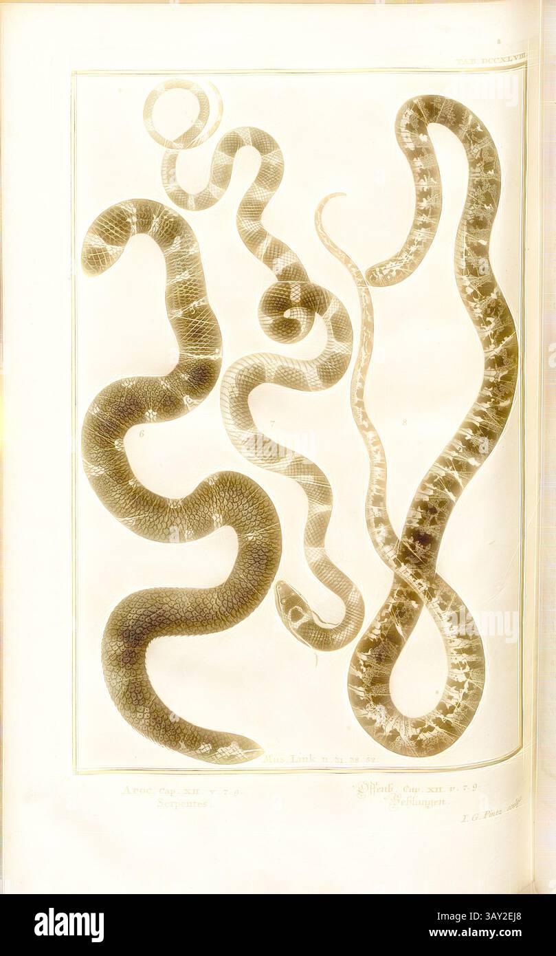 An illustration showcasing various snake species, highlighting their ...