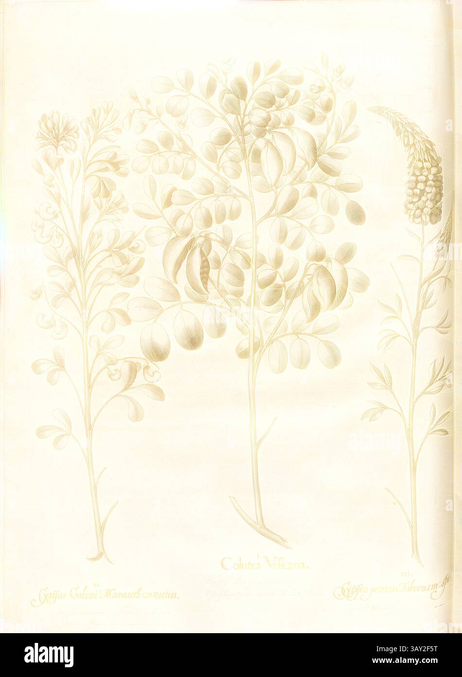 A detailed botanical illustration showcasing three distinct plant ...