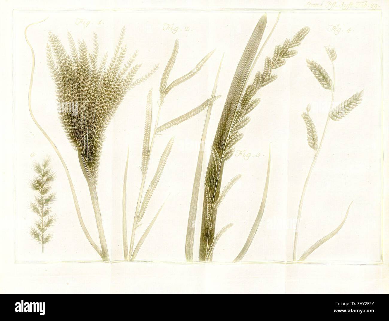 A detailed botanical illustration showcasing various species of grasses ...