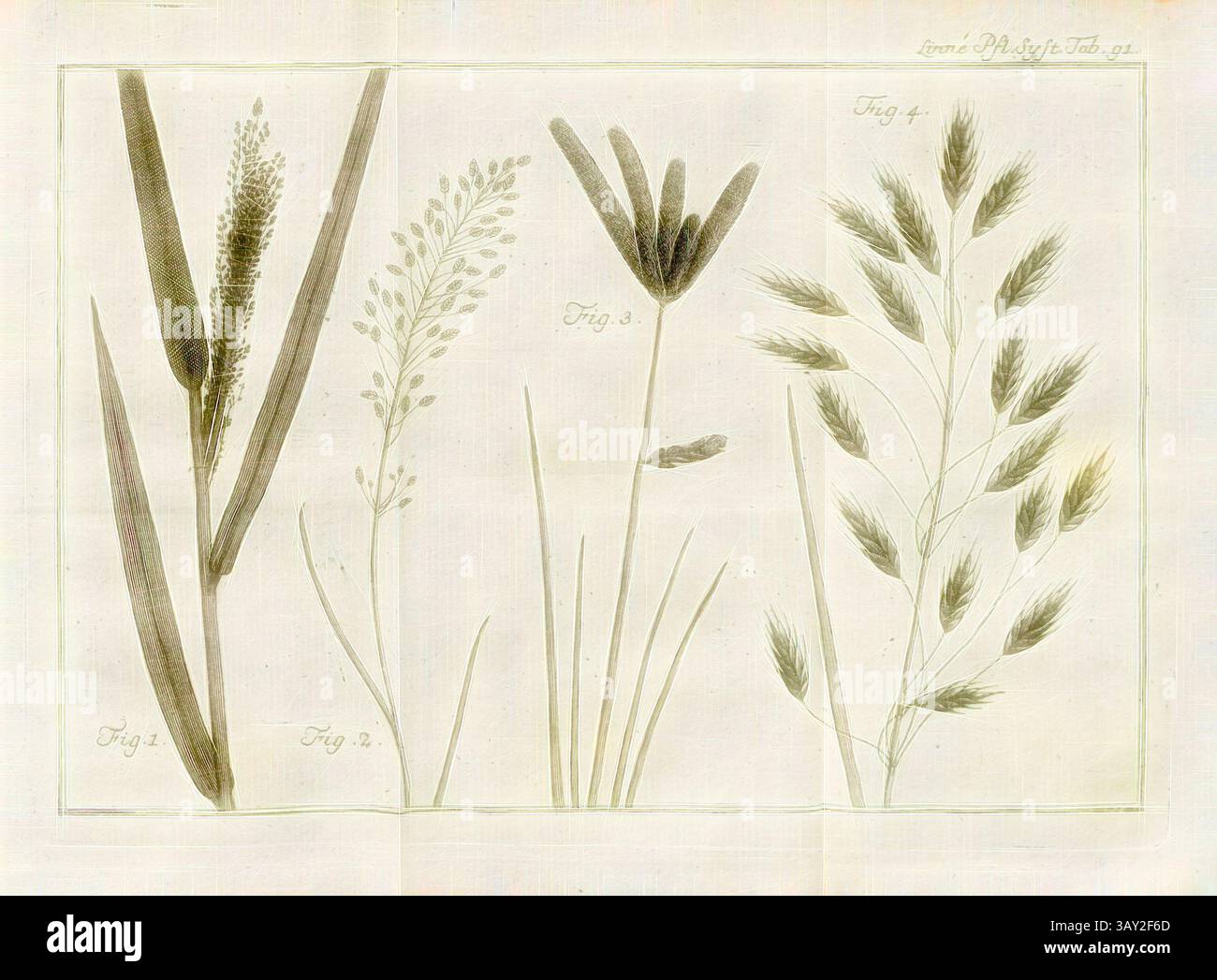 A botanical illustration showcasing various types of grasses and plants ...