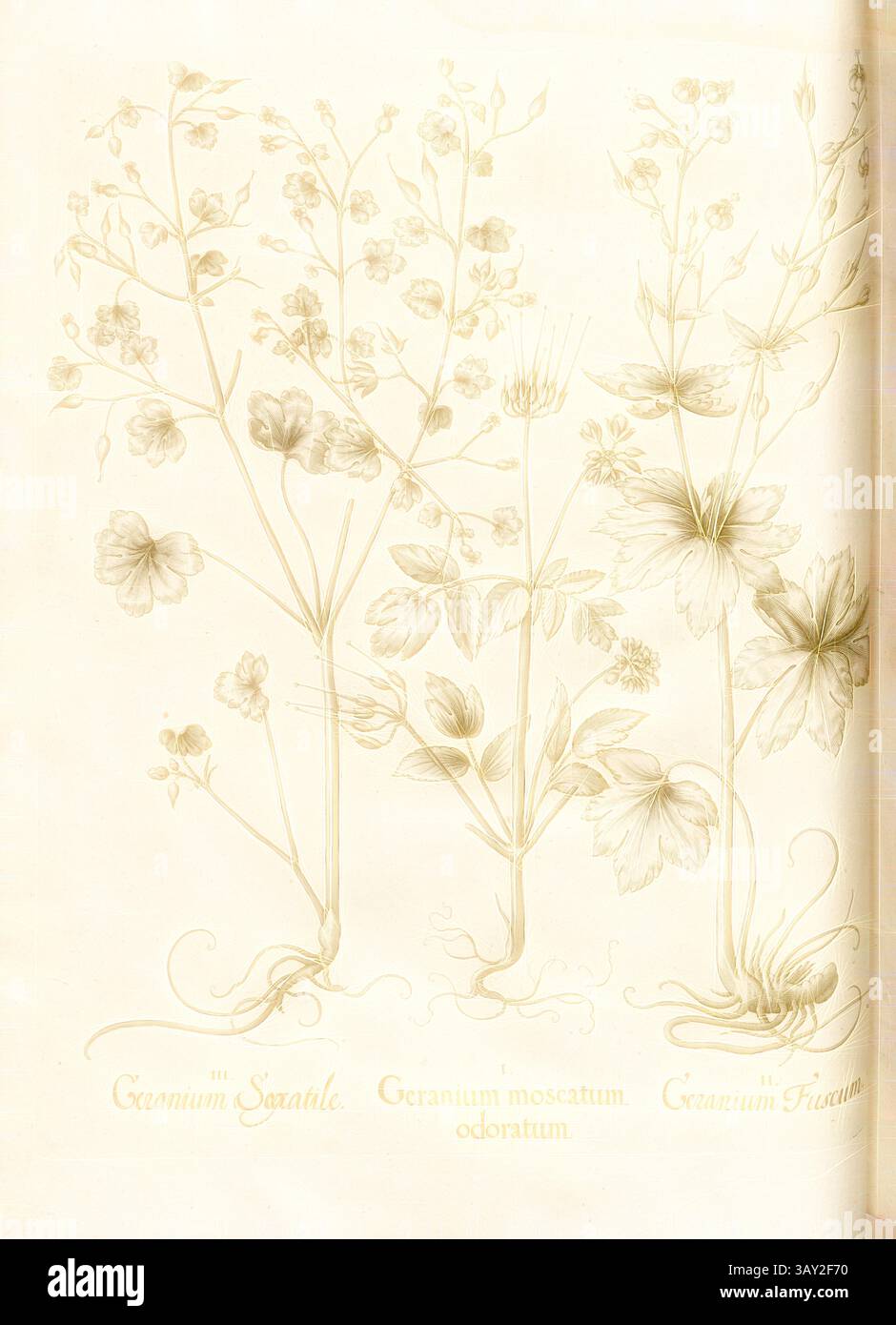 A delicate botanical illustration featuring three different types of ...