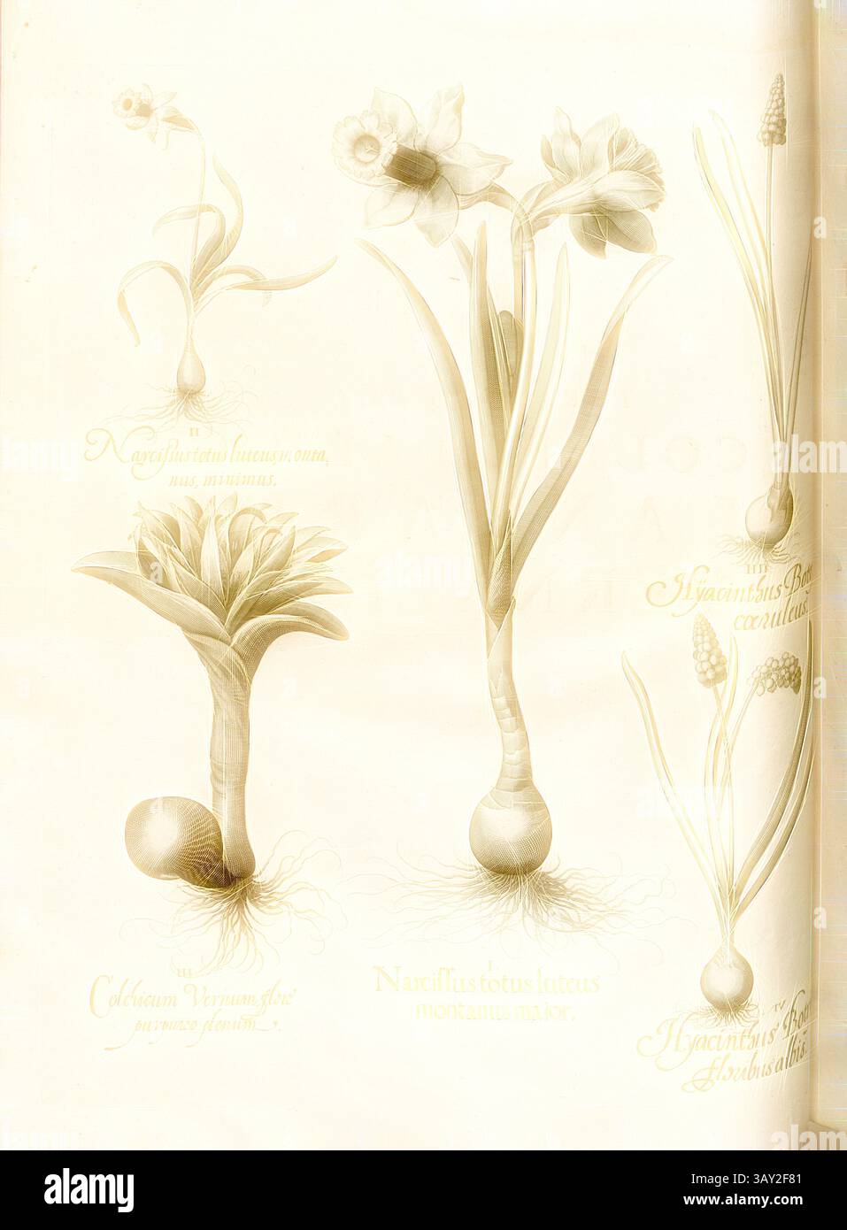 An artistic depiction of various bulbous plants, showcasing detailed ...