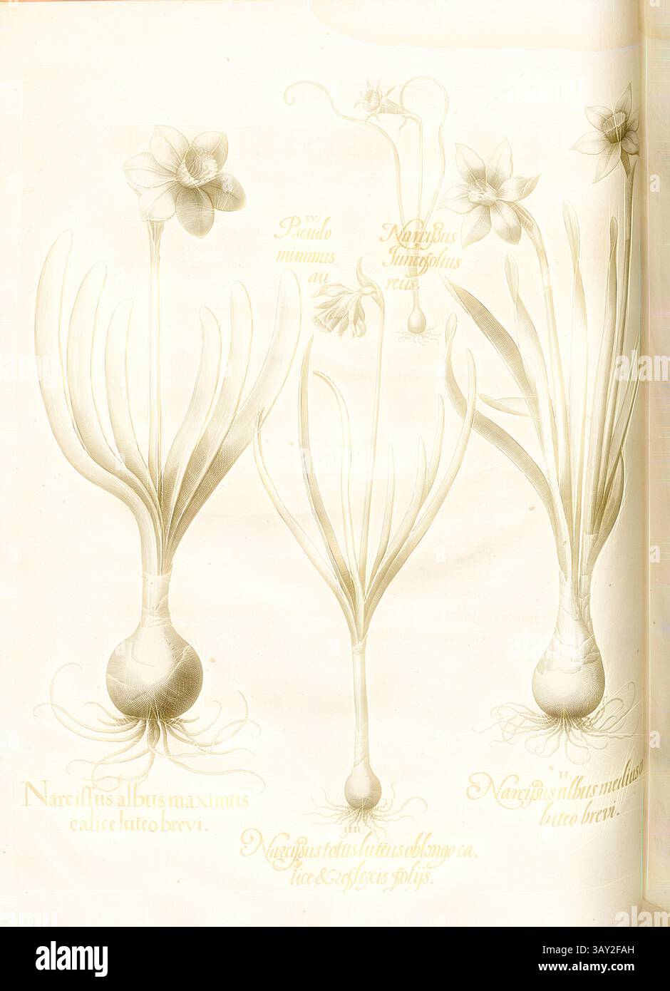 A botanical illustration featuring three varieties of daffodils, each ...