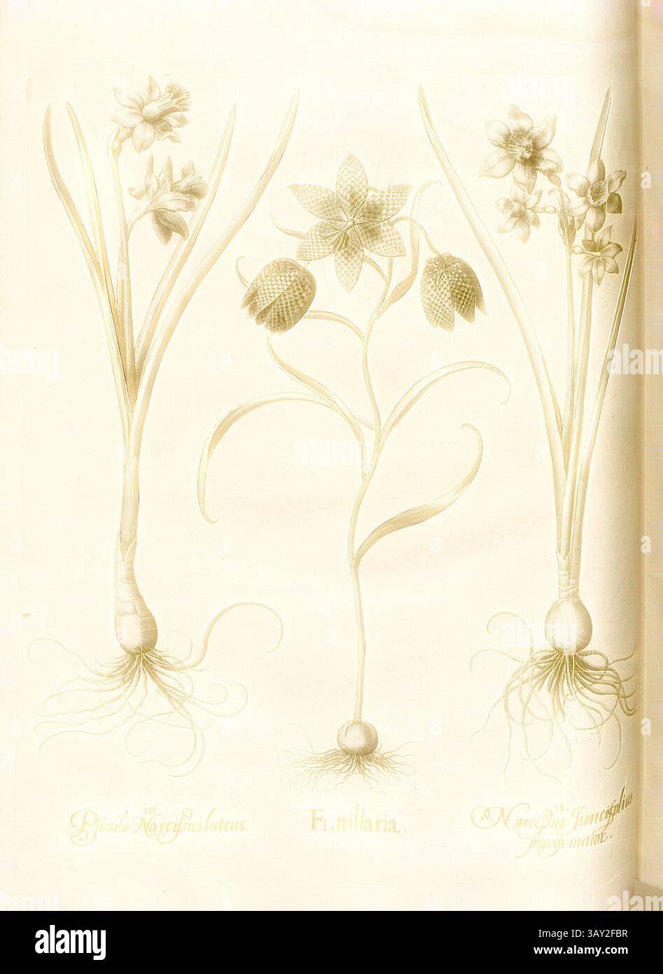 A detailed illustration of three distinct plant species, showcasing ...