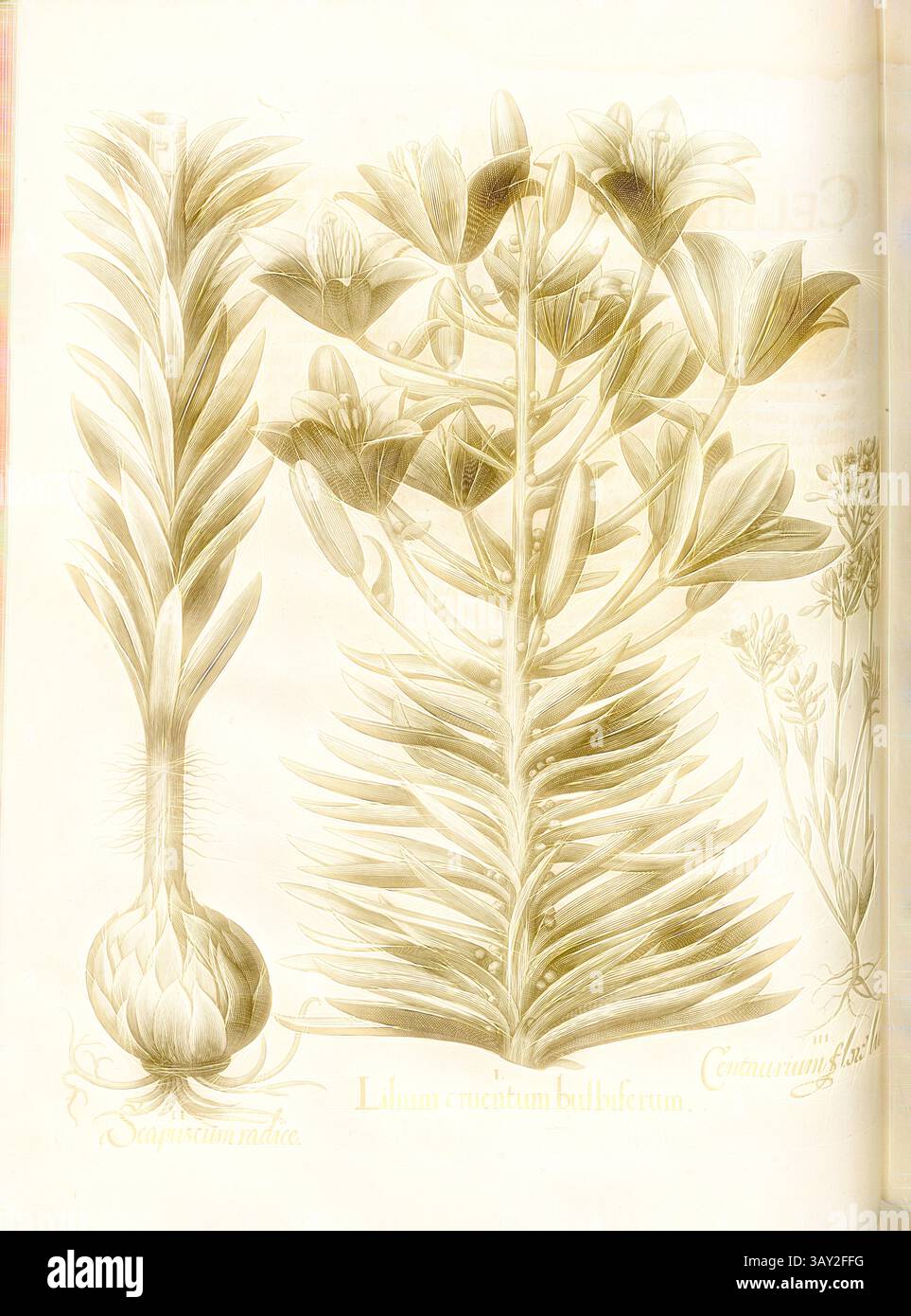 A detailed botanical illustration showcasing various stages of growth ...
