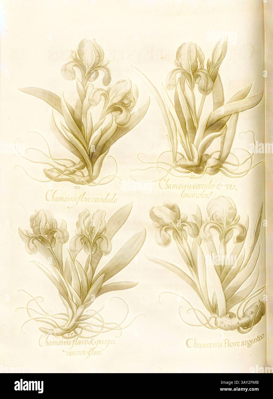 Four detailed depictions of various iris species hi-res stock ...