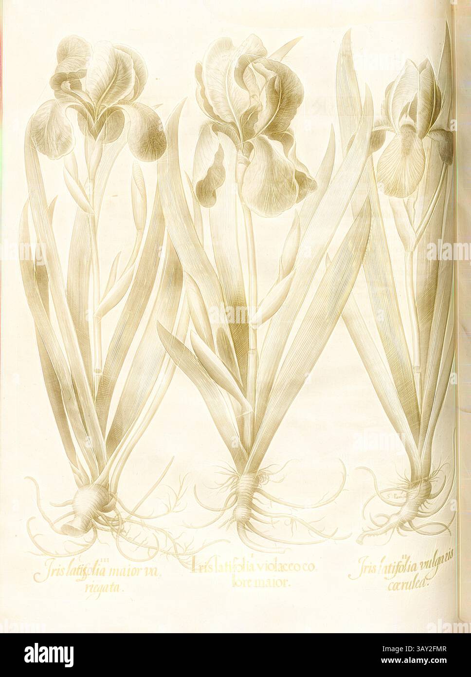 A detailed botanical illustration showcasing three varieties of Iris ...
