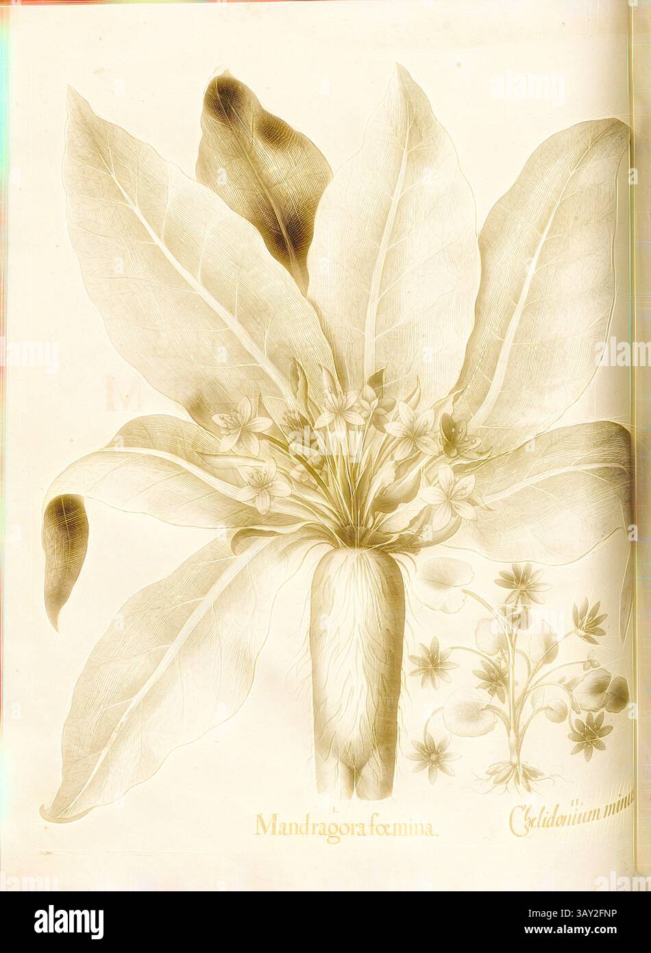 Mandragora foetida plant hi-res stock photography and images - Alamy