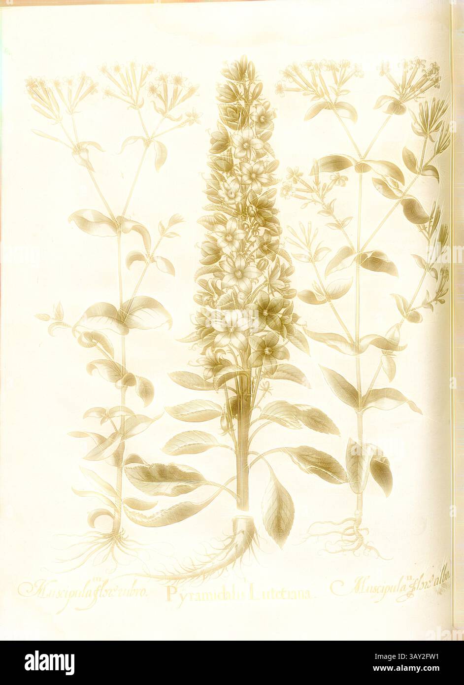 An illustration featuring a plant with a tall, spiky flower structure ...