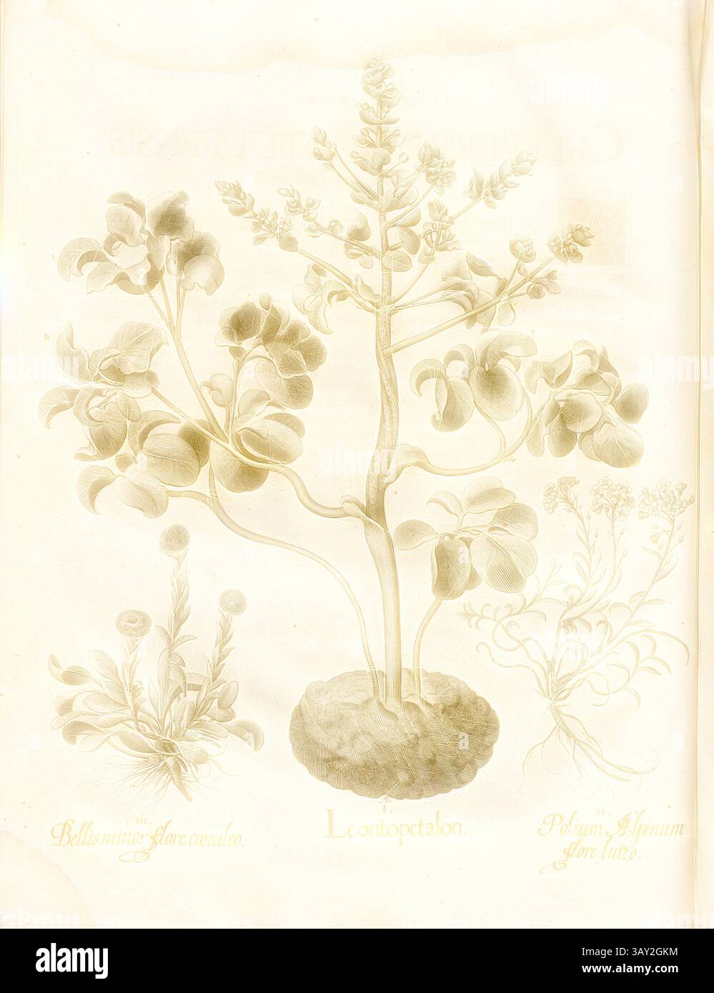 An illustrated botanical study features various plant species ...