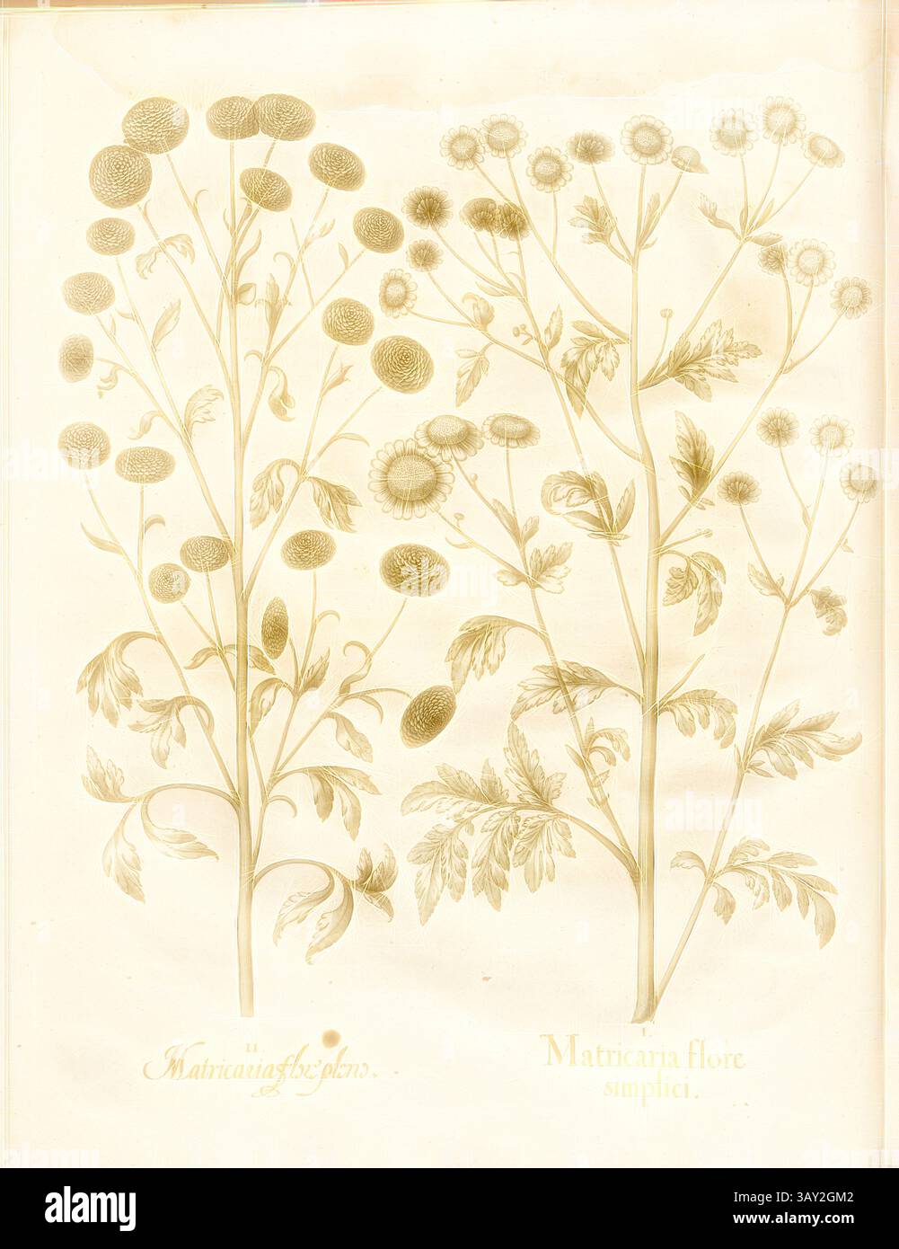 Two intricately detailed illustrations of matricaria flowers hi-res ...