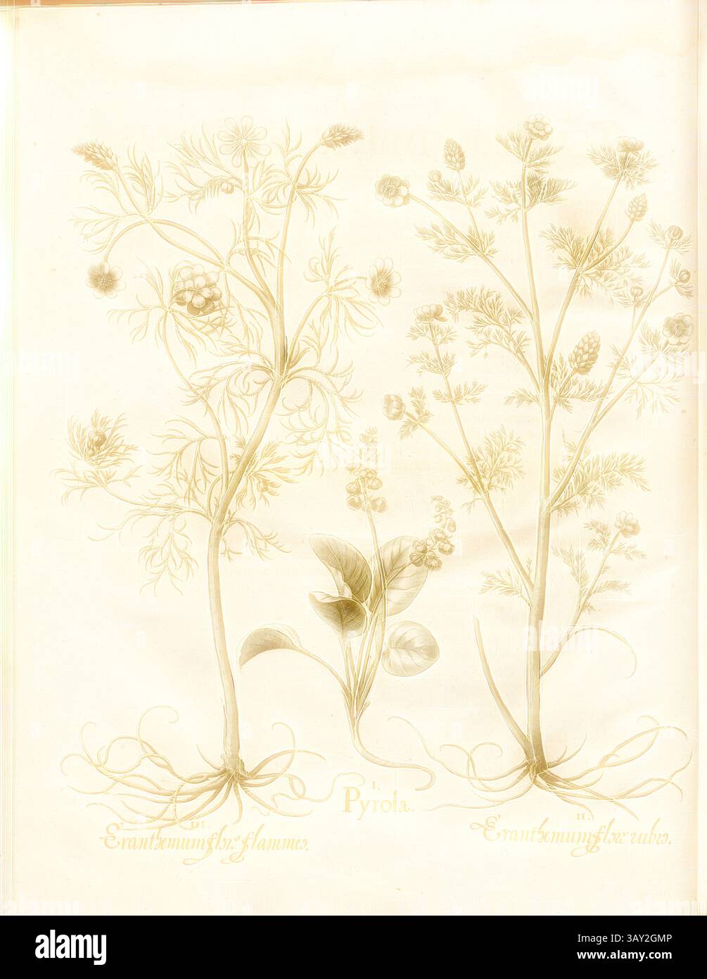 A botanical illustration showcasing various plant species, labeled with ...