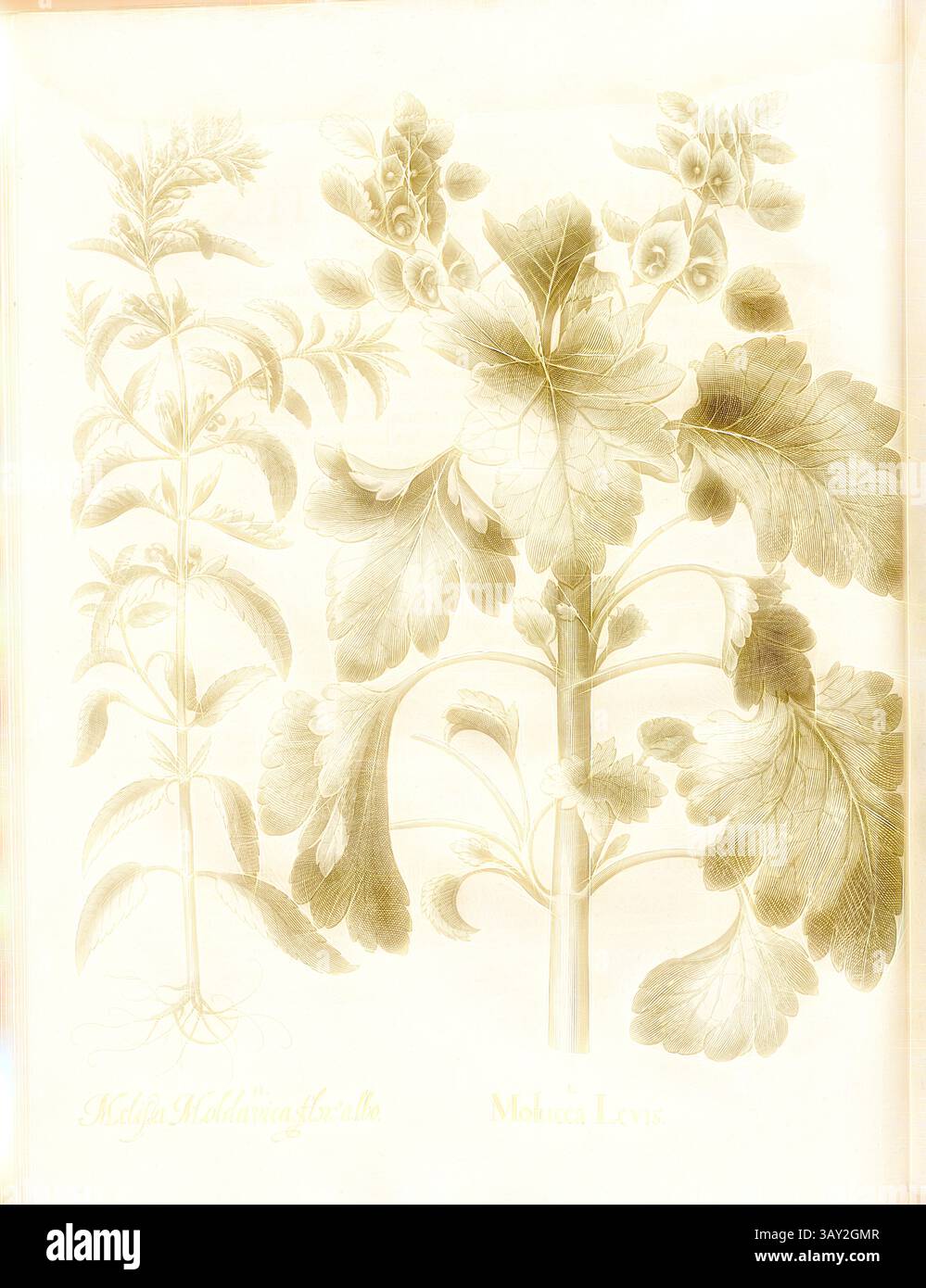 An illustration featuring two botanical specimens, showcasing detailed ...