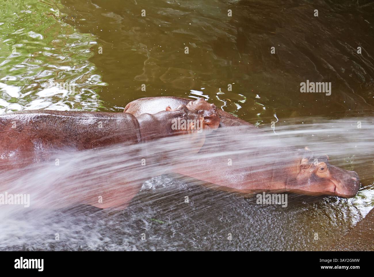 Pair happy adult Common Hippos enjoying their bath time with high ...