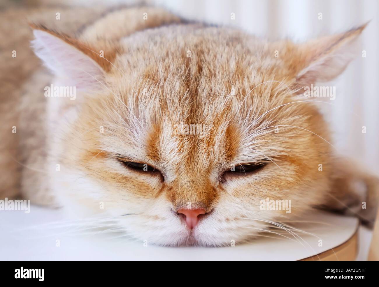 Closeup of a Cute Sleepy Golden Shaded British Shorthair Cat Stock ...