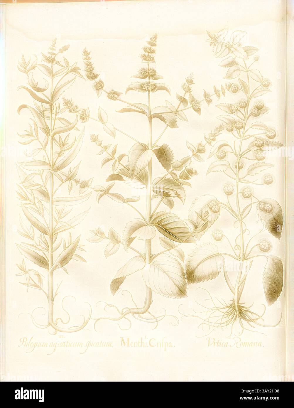 A detailed botanical illustration featuring three plants, each labeled ...