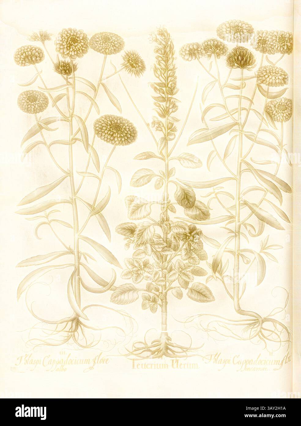 A botanical illustration featuring three distinct flowering plants ...