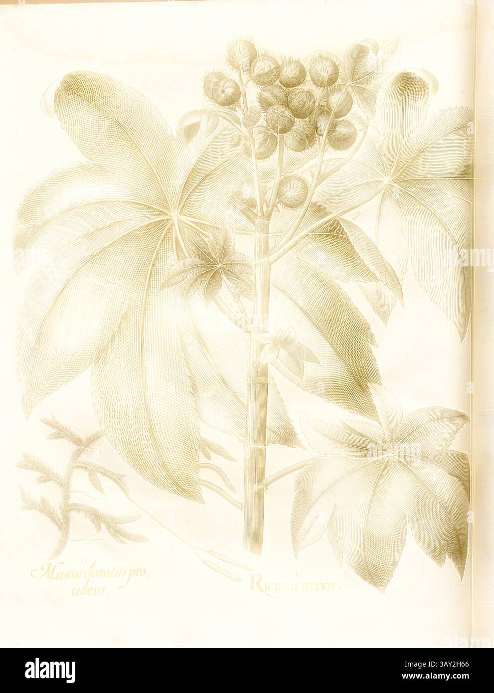 A detailed botanical illustration featuring a plant with large, palmate ...