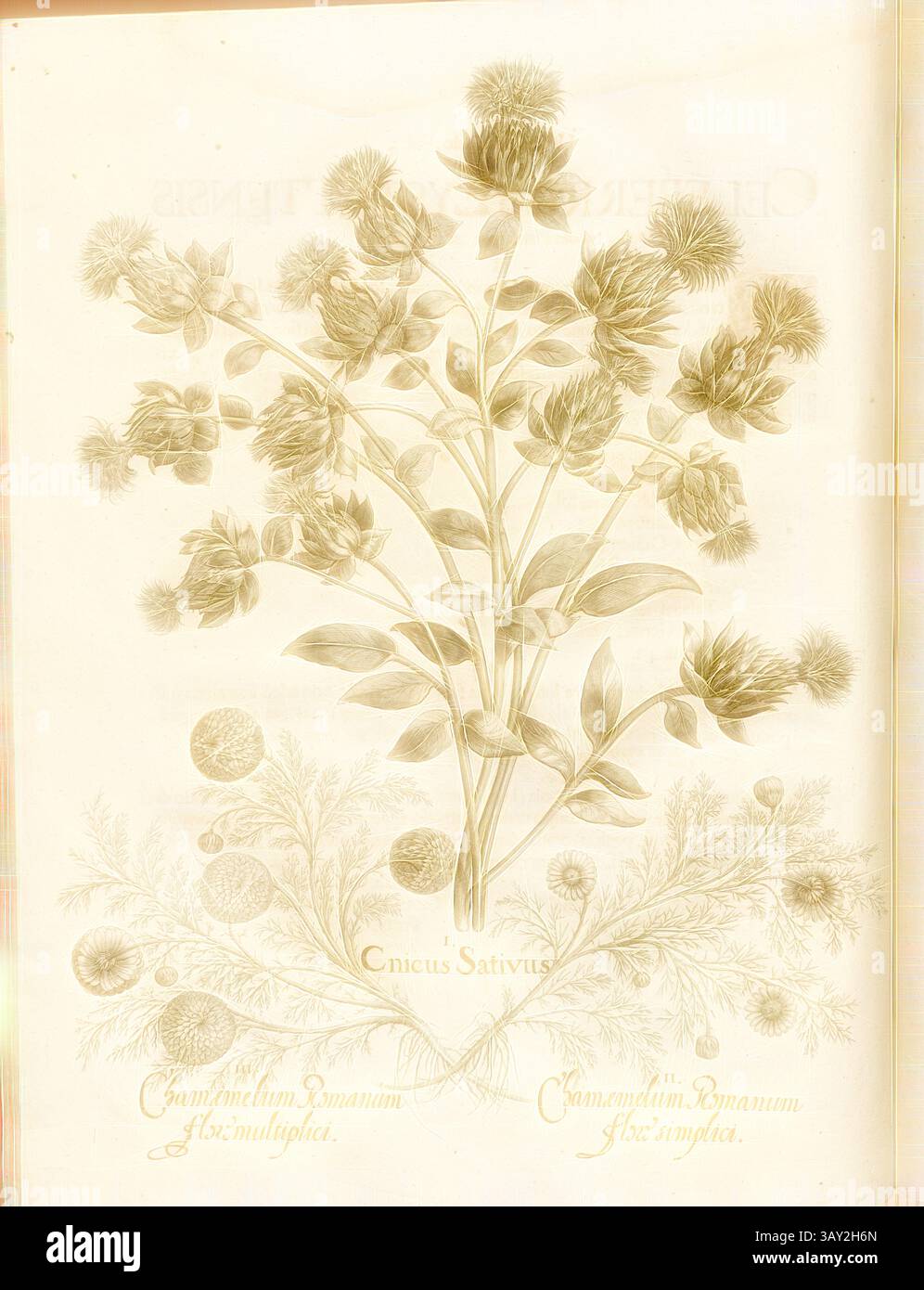A botanical illustration showcasing a cluster of thistle-like flowers ...