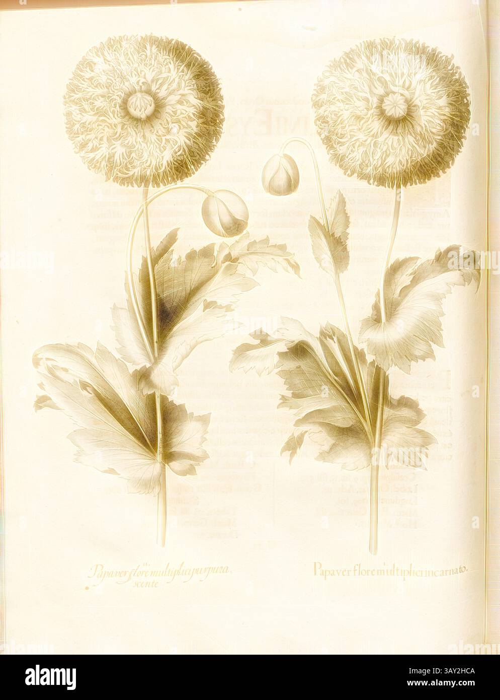 Multiple detailed depictions of flowers hi-res stock photography and ...