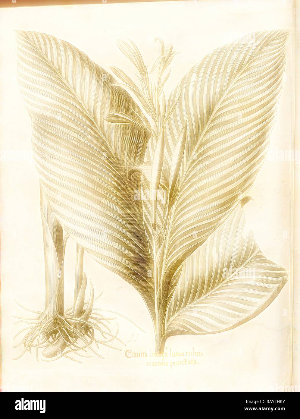 A detailed botanical illustration of a vibrant plant featuring broad ...