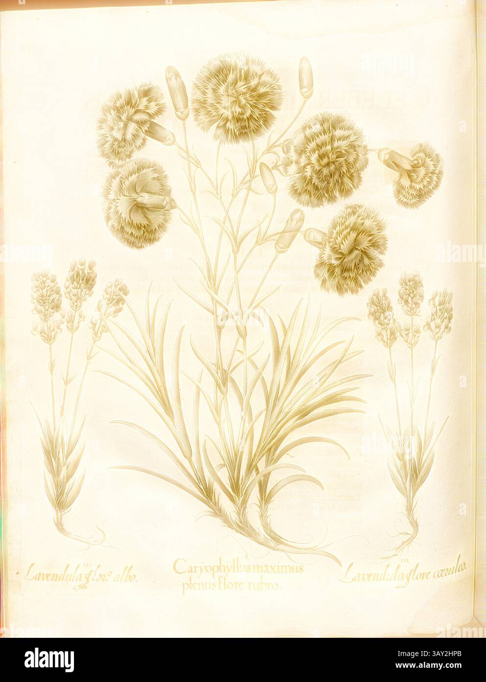 An intricate botanical illustration featuring various flower species ...
