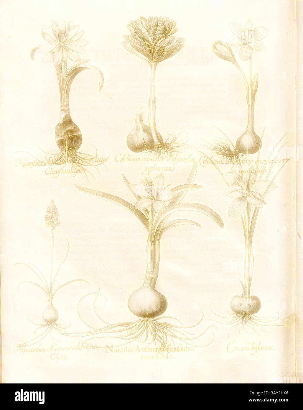 Various botanical annotations highlight hi-res stock photography and ...