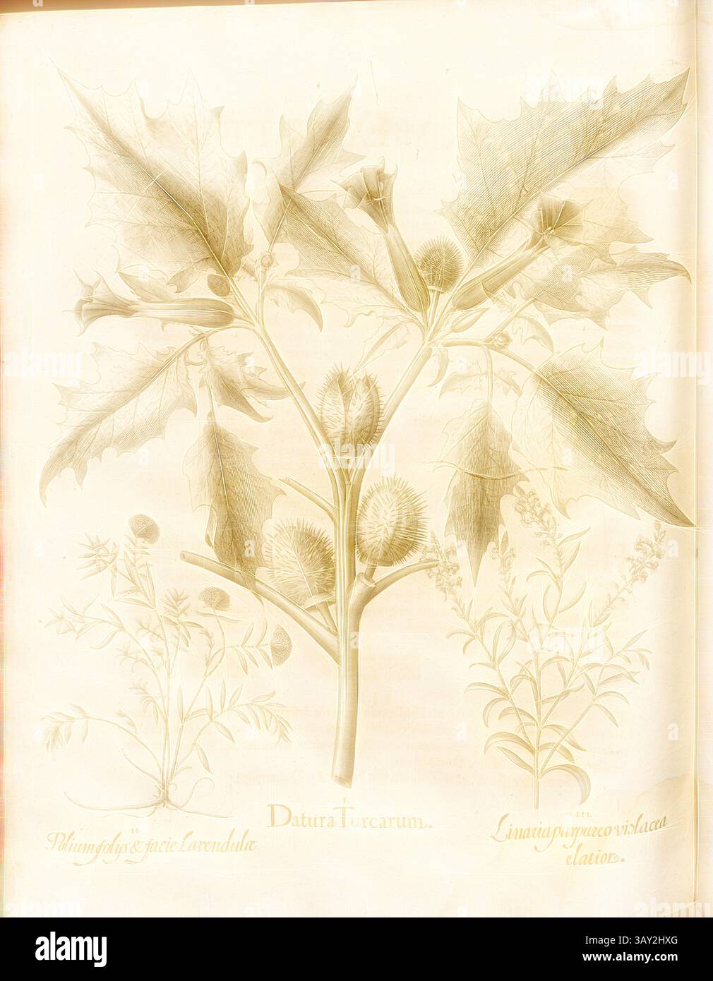 A botanical illustration depicting a branch of Datura stramonium with ...