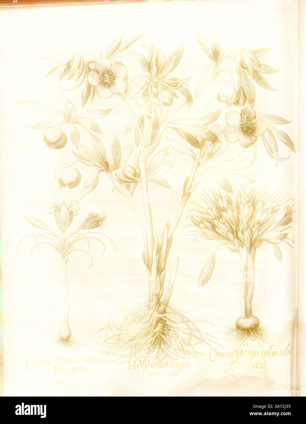 An intricate botanical illustration featuring three distinct plants ...