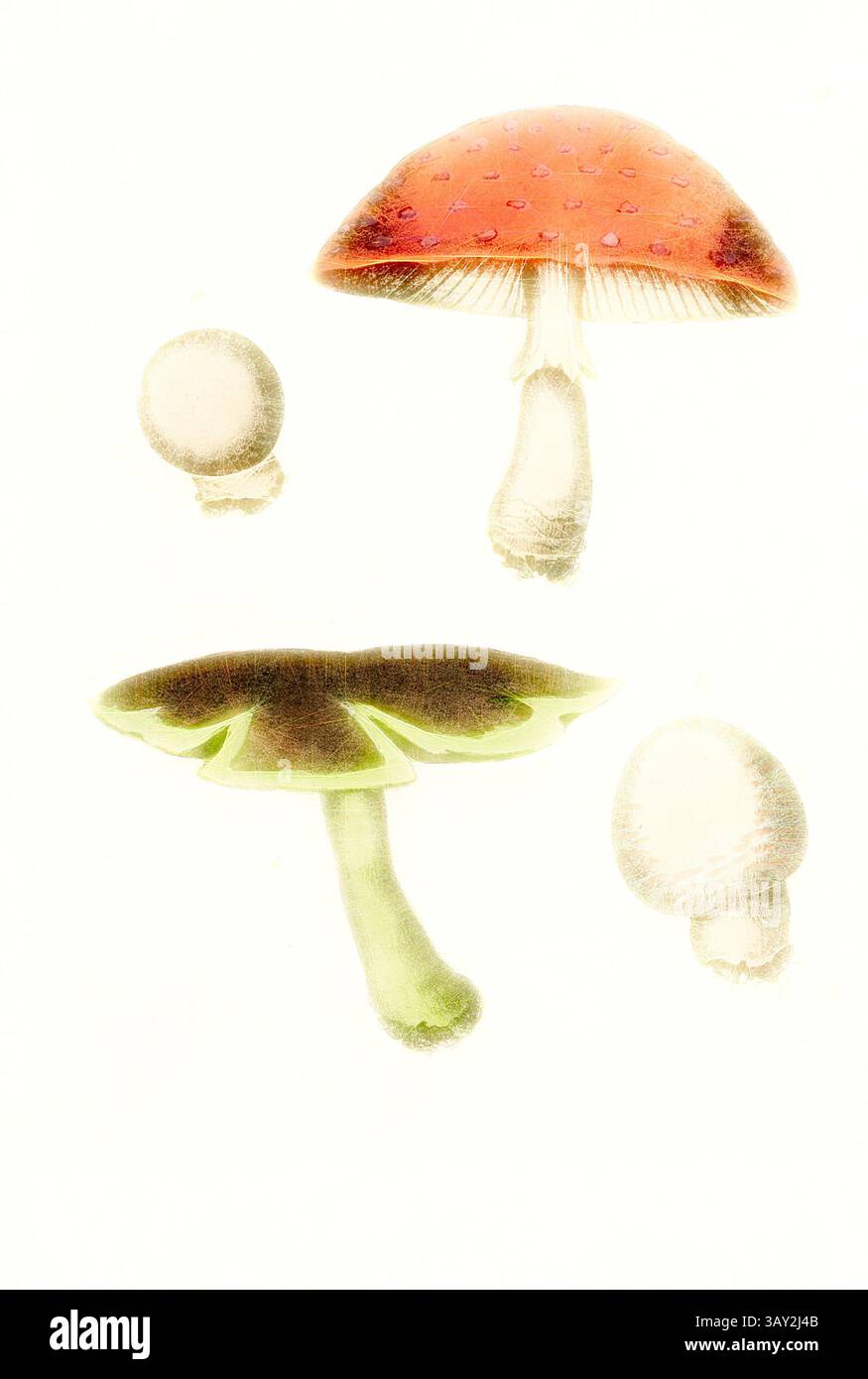 Alongside smaller mushrooms hi-res stock photography and images - Alamy