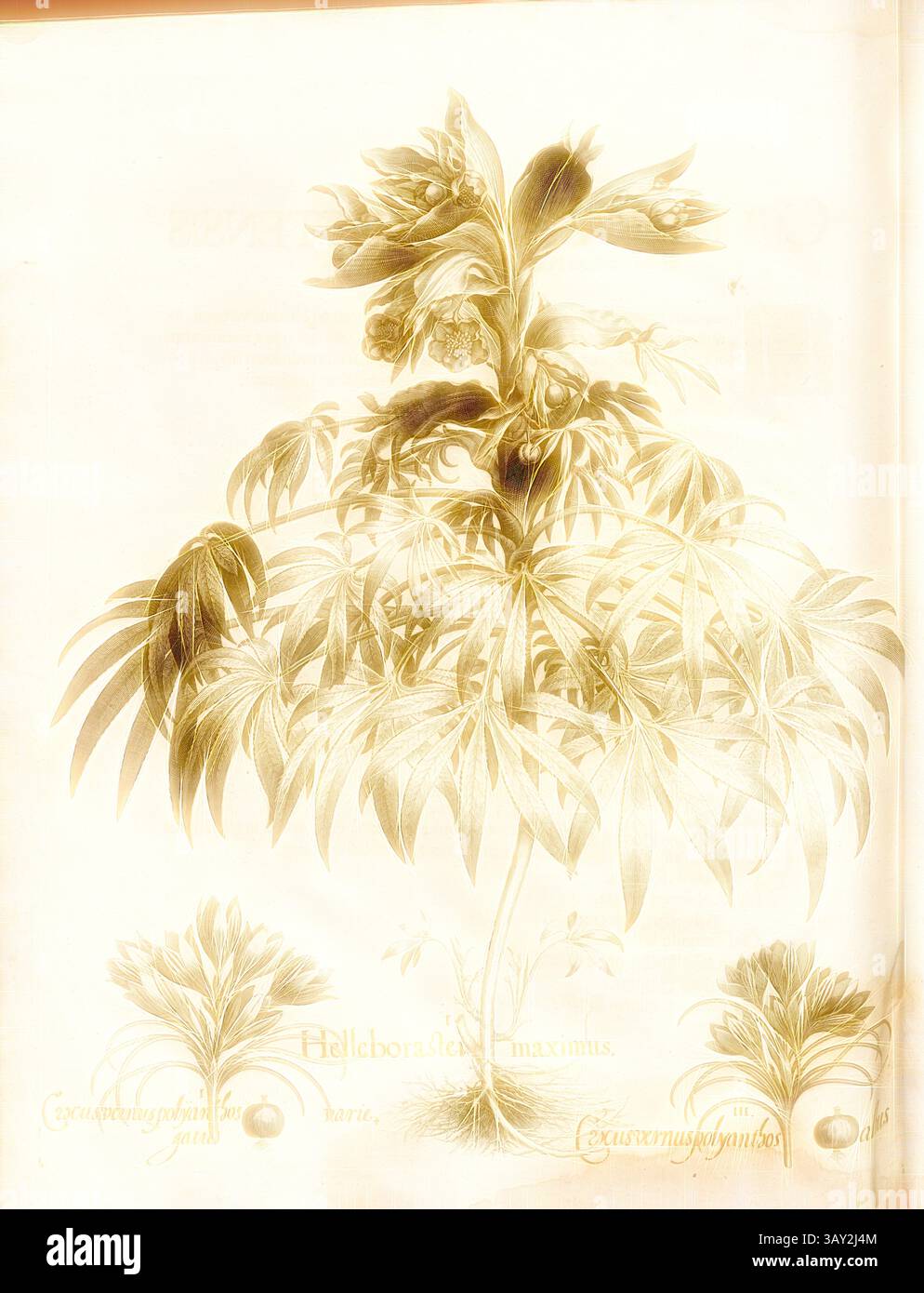 A detailed botanical illustration of Helleborus maximus, showcasing its ...