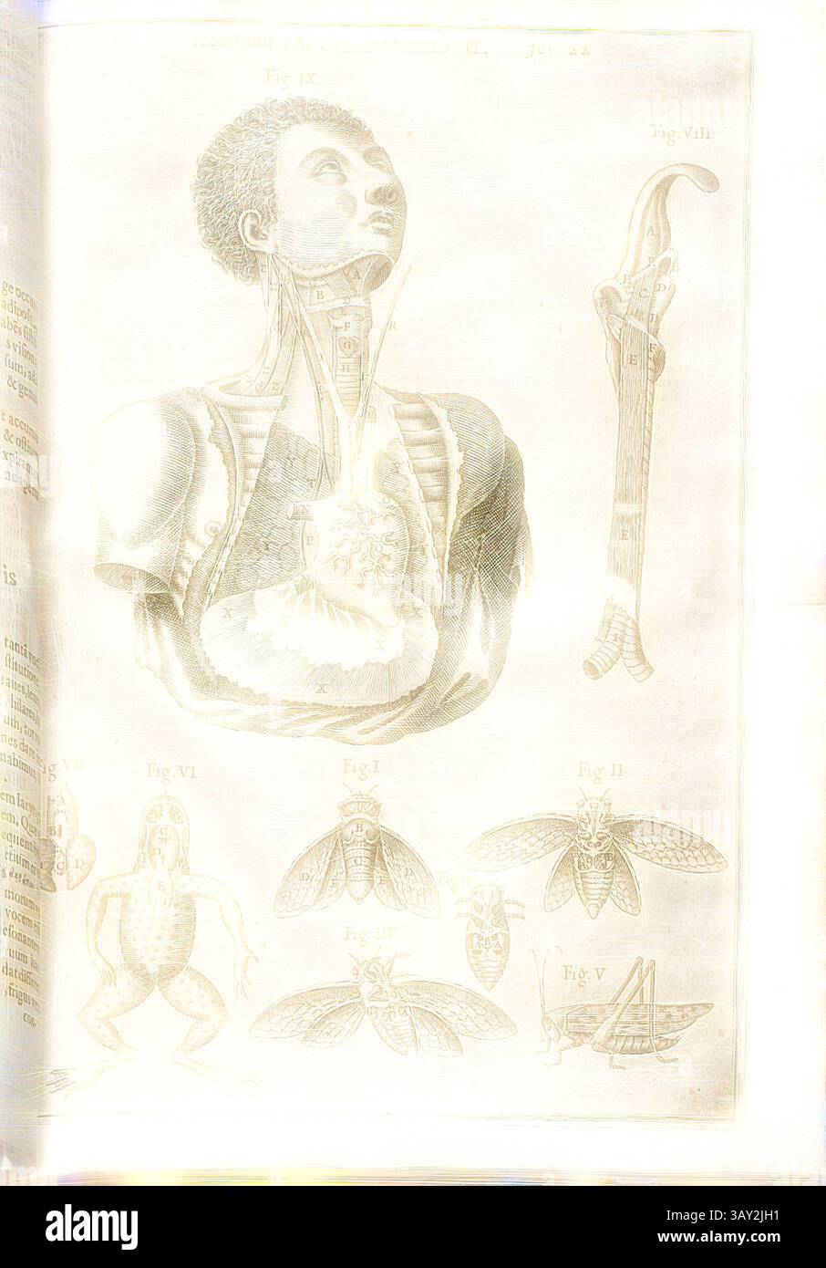 Human anatomy alongside various insect specimens hi-res stock ...