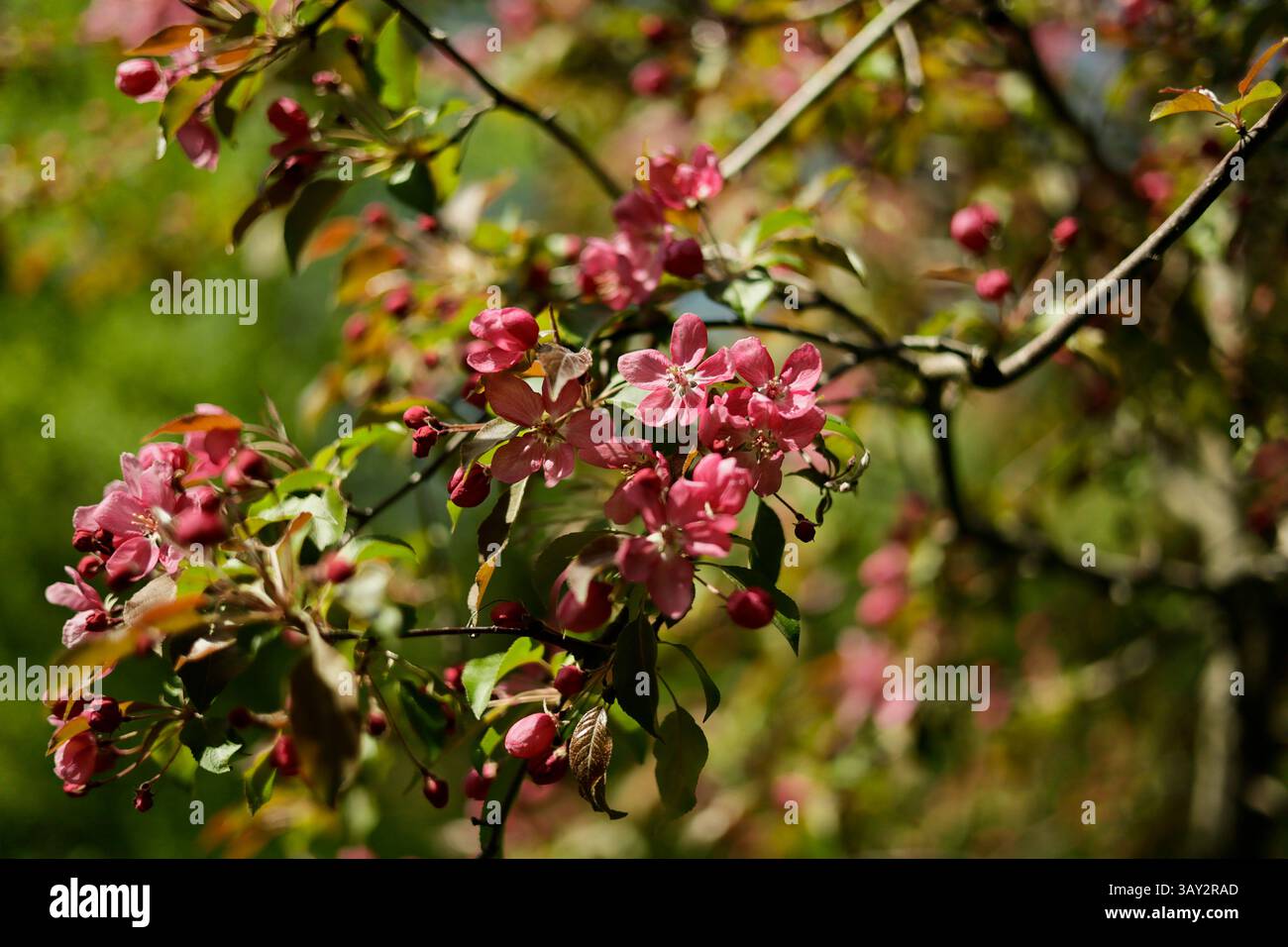 Apple Malus Rudolph tree, with dark pink blossoms in the blurred bokeh ...