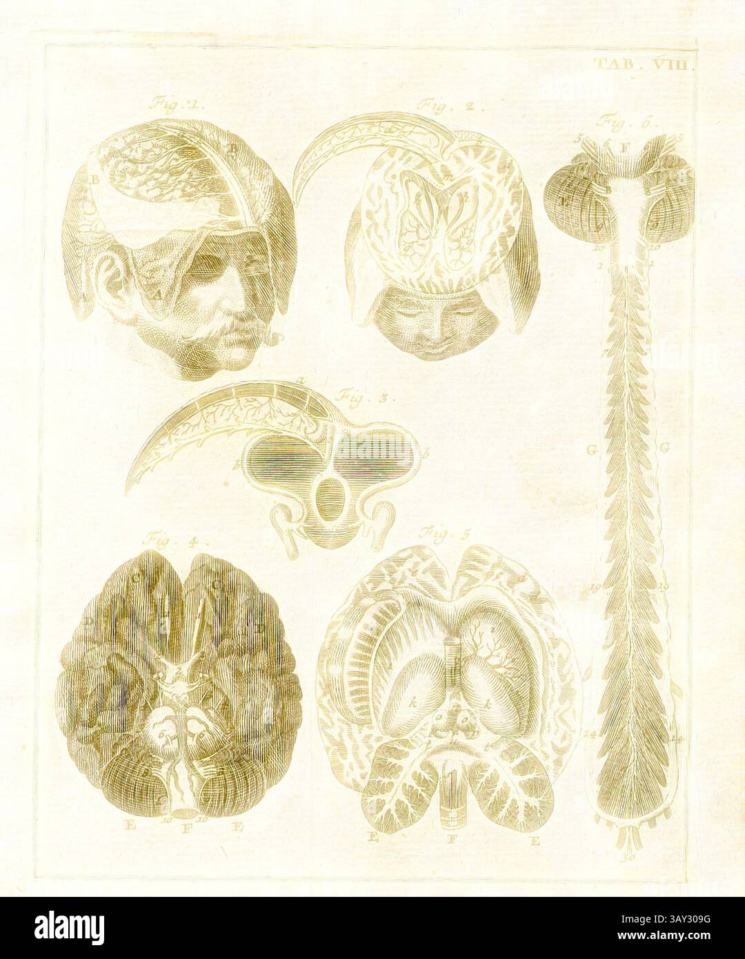 An intricate anatomical illustration depicting various views of the ...