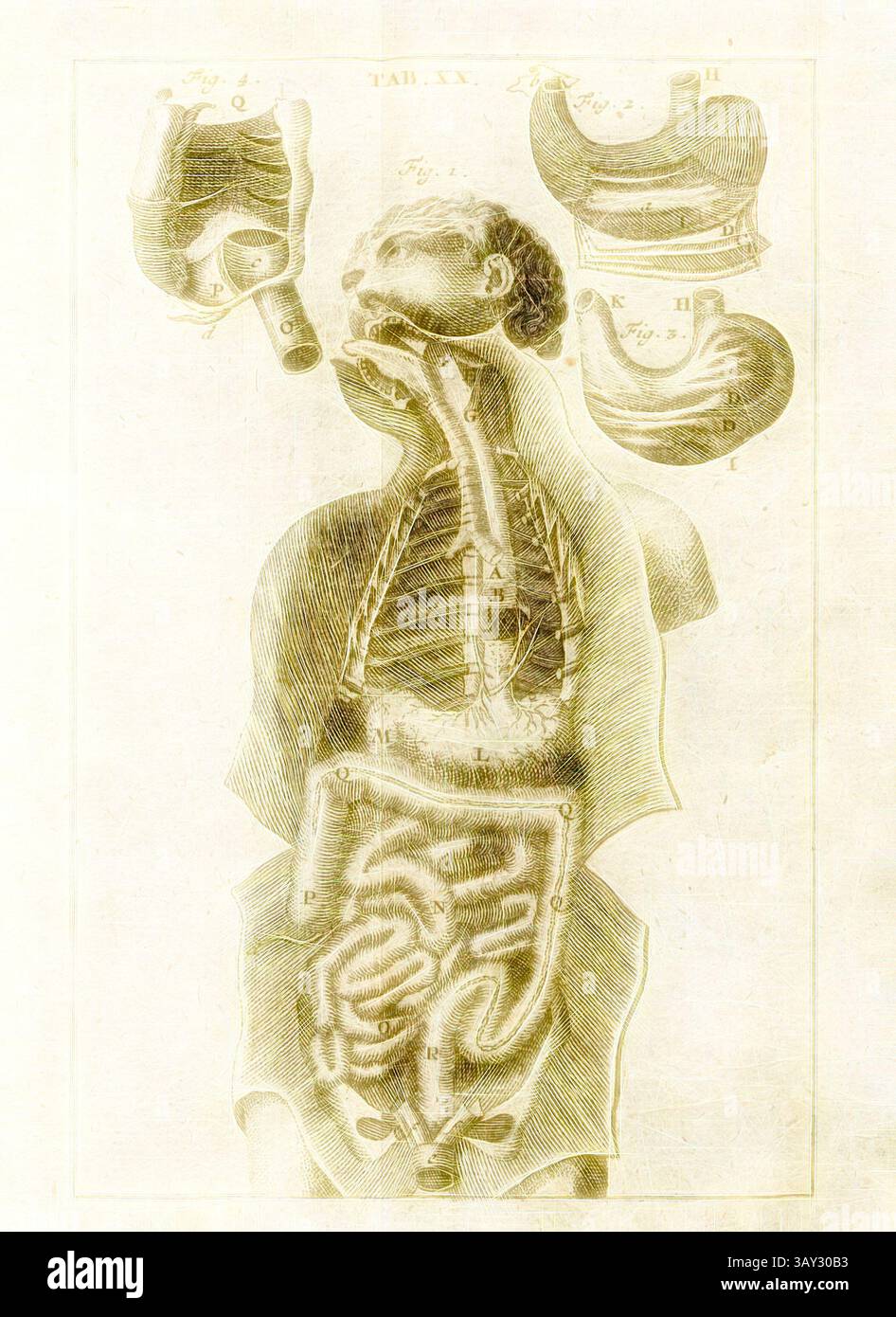 A detailed anatomical illustration showcasing the human body ...