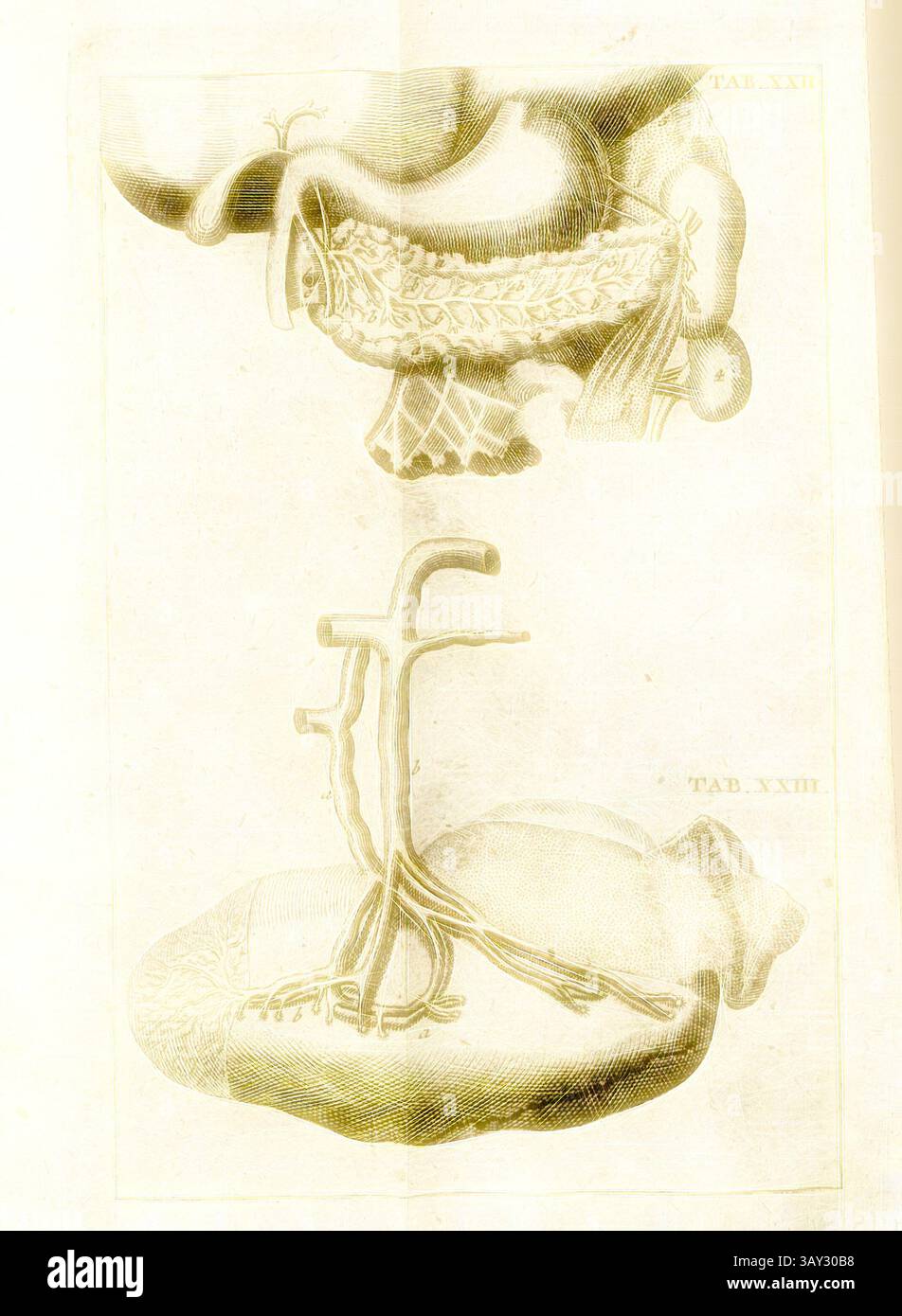 A detailed anatomical illustration depicting the structure of a human ...