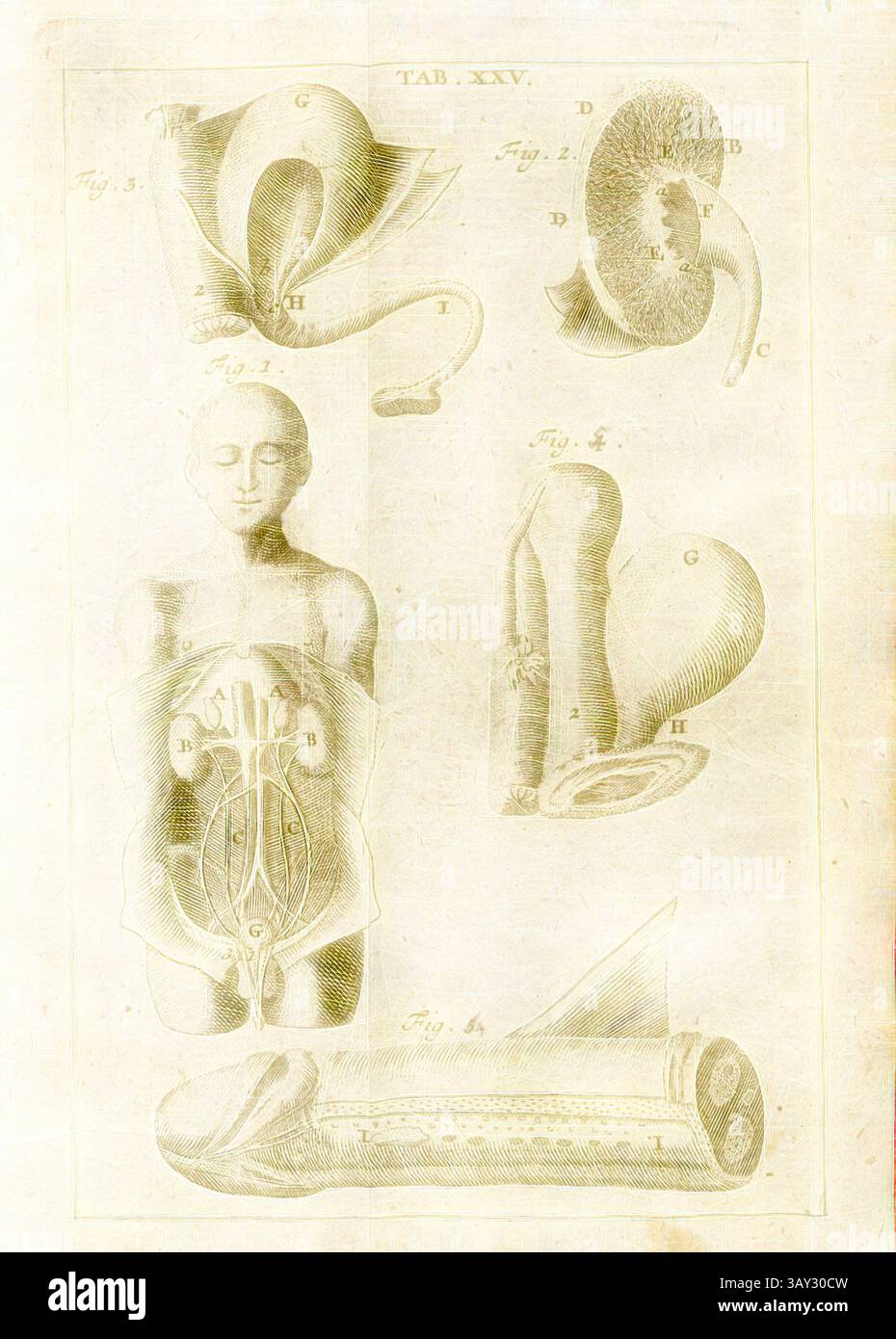 An intricate illustration displaying various anatomical structures ...