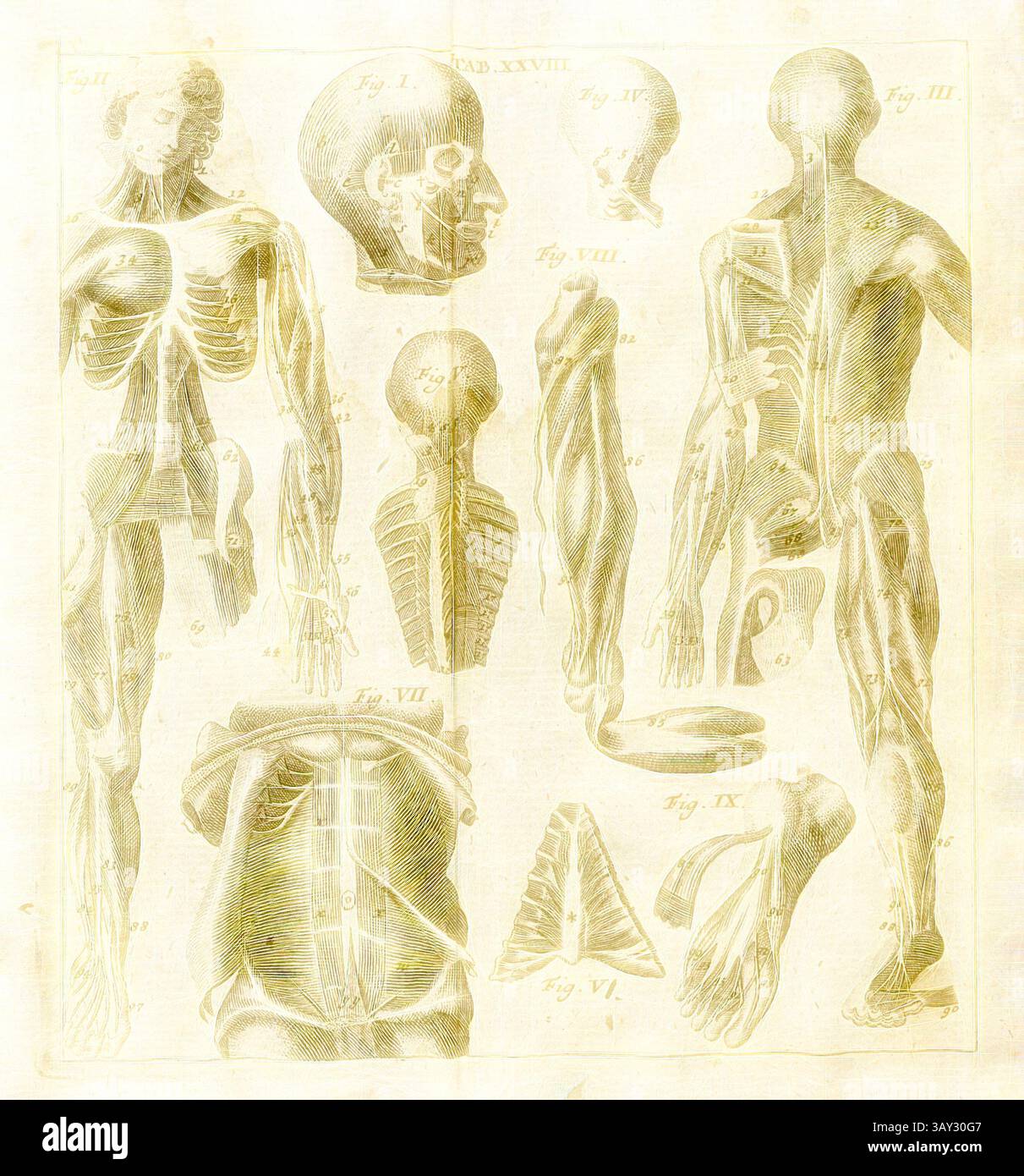 An anatomical illustration depicting various human body systems ...